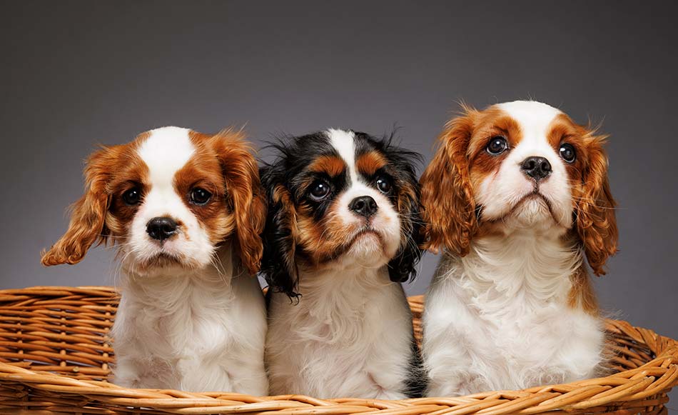 CAVALIER KCS - Serendipity Acres