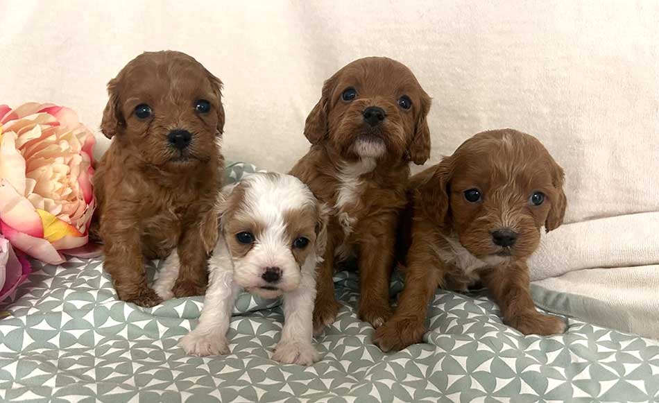 CAVAPOOS - Serendipity Acres