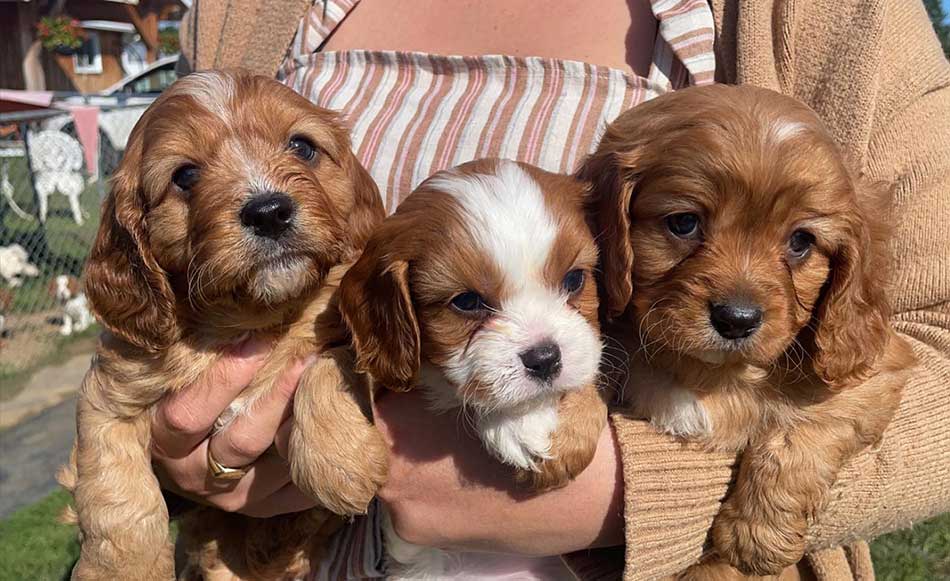 FAQs - Serendipity Acres