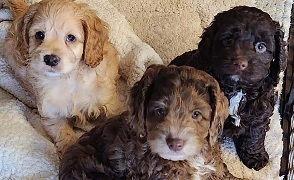 COCKAPOOS - Serendipity Acres