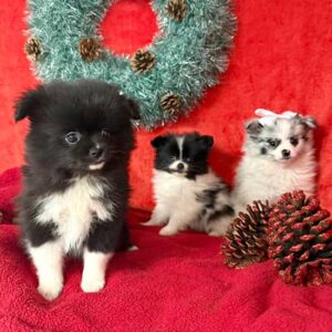 POMCHIS - Serendipity Acres